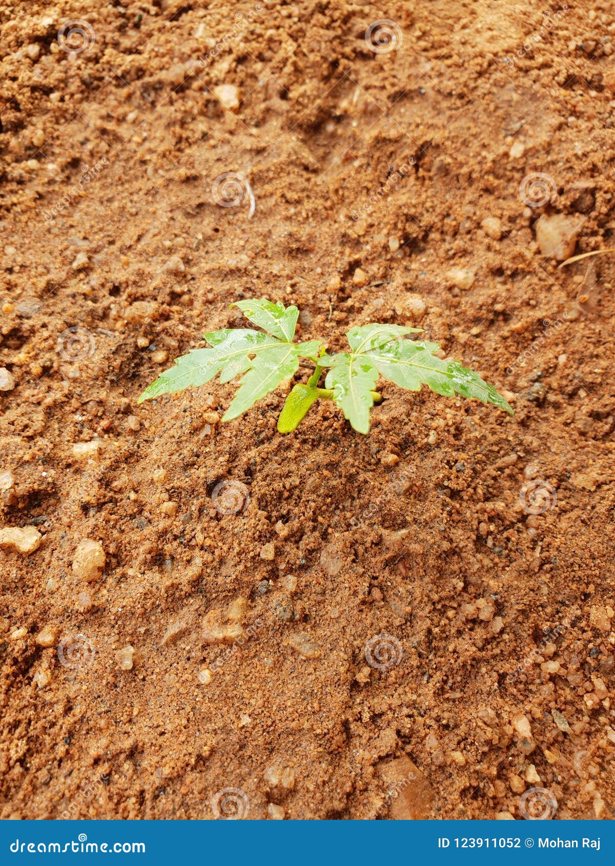 Neem trees stock photo. Image of greenish, nature, neem - 123911052
