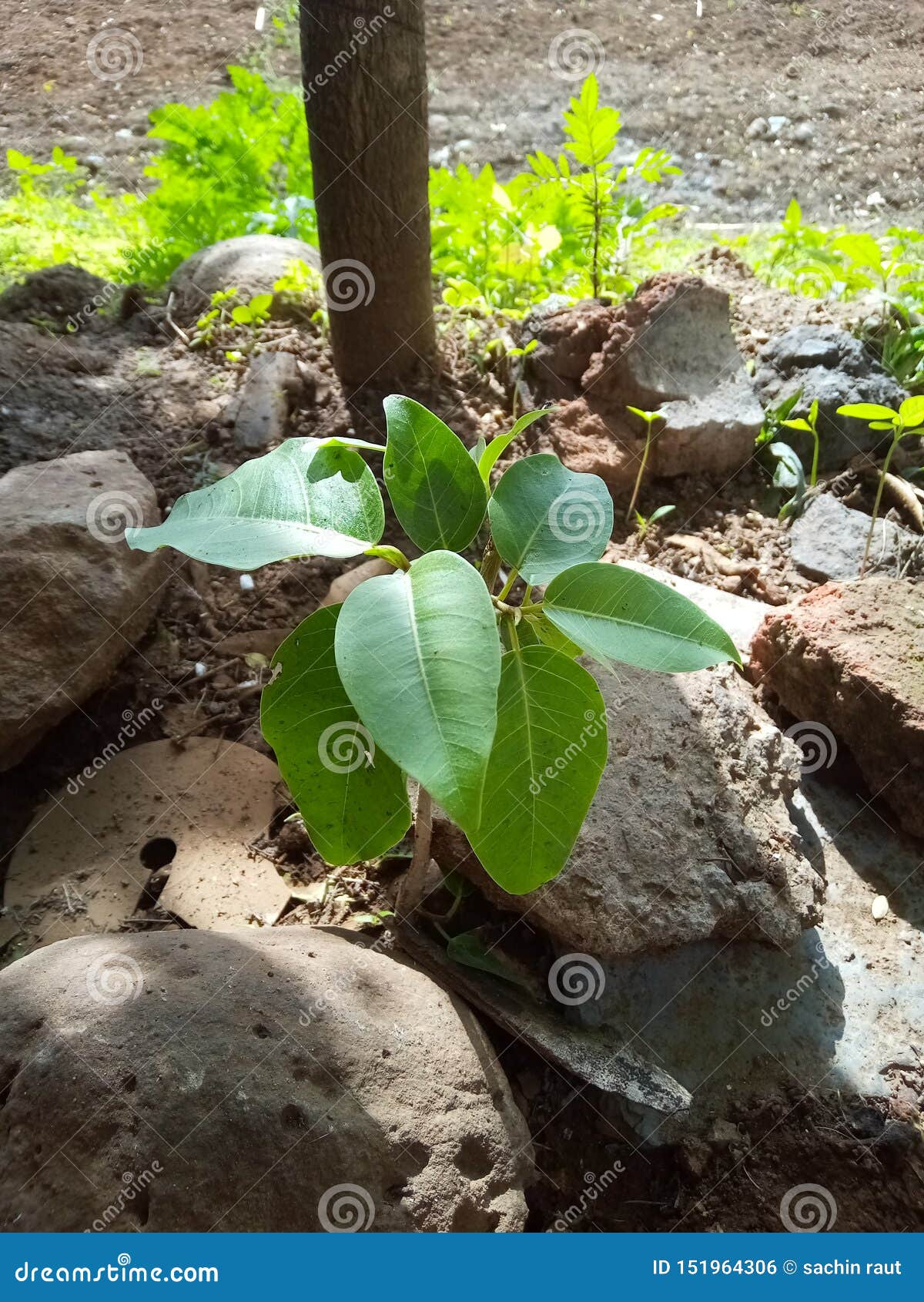 Save Tree Save Water Save Earth Save Life Stock Photography ...