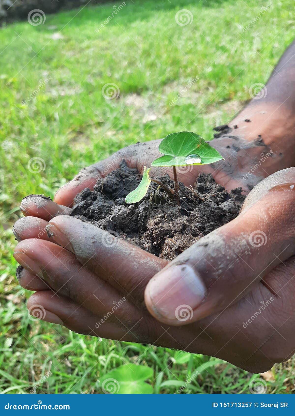 Save tree save planet stock image. Image of sunlight - 161713257