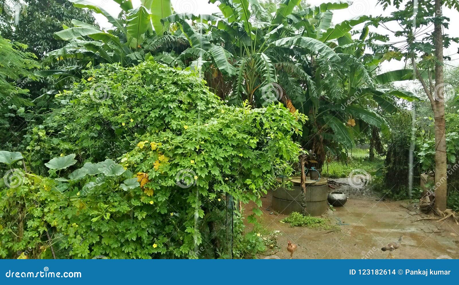 Save Tree Save Water Save Earth Save Life Stock Photography ...