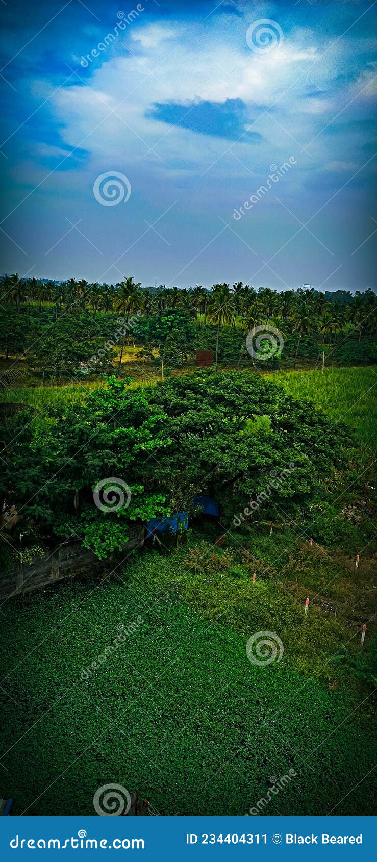 Save Trees,save Environment, Beutiful Nature, Summer Landscape Stock ...