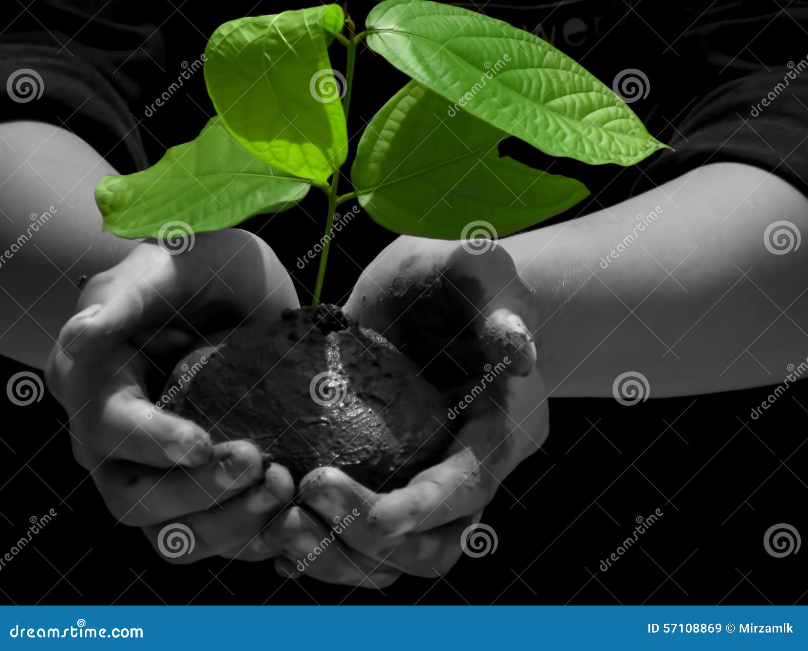 Save trees stock image. Image of believer, concept, hands - 57108869