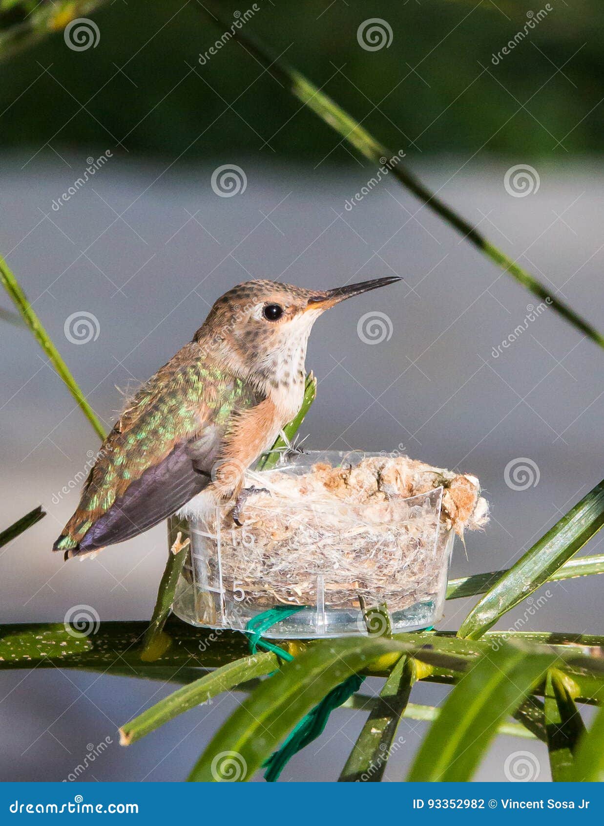 Saved Baby Hummingbird in a Make Shift Nest Stock Photo - Image of ... Saved Baby Hummingbird in a Make Shift Nest Stock Photo - Image of ...