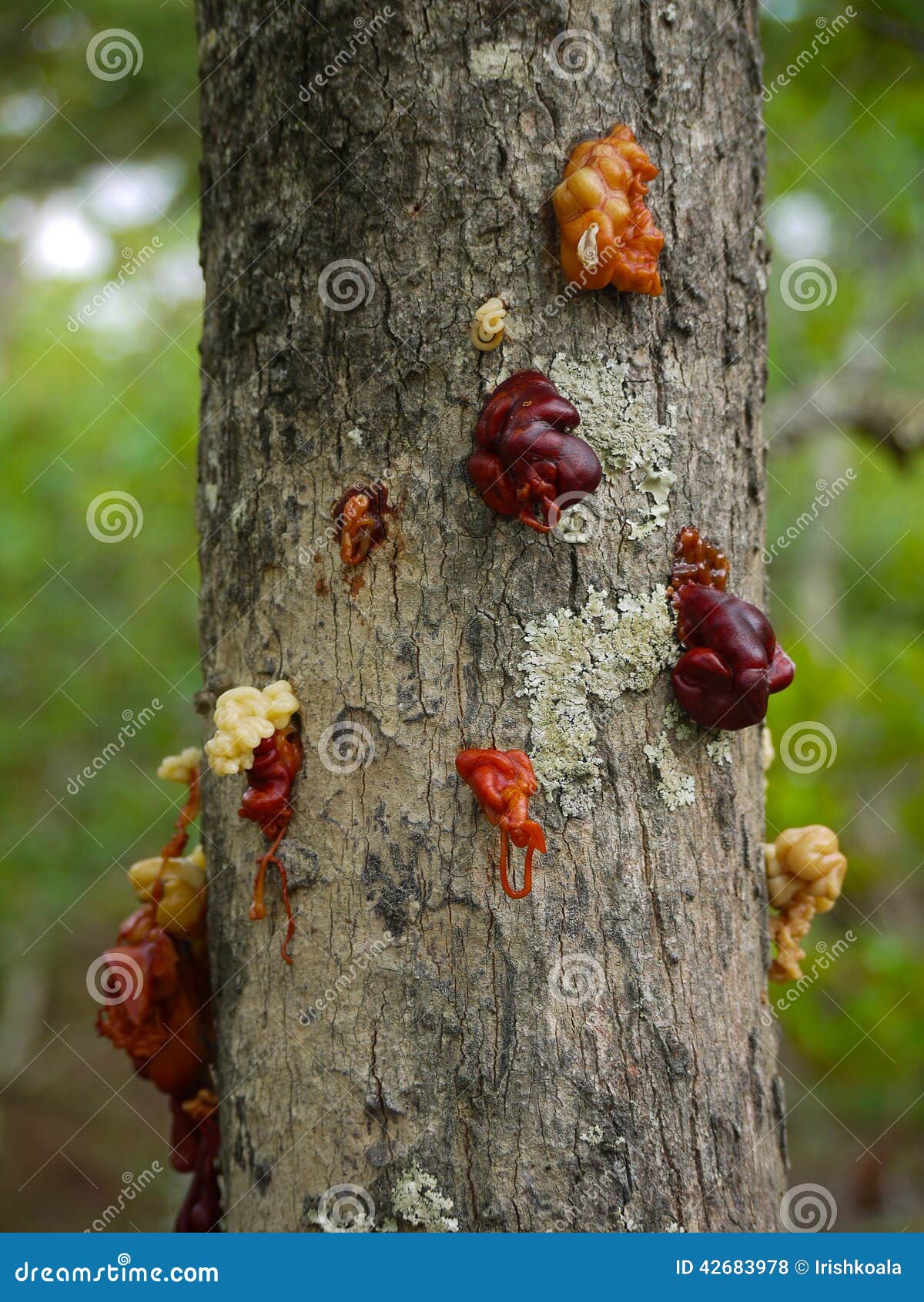 Savia del árbol foto de archivo. Imagen de colores, amarillo - 42683978