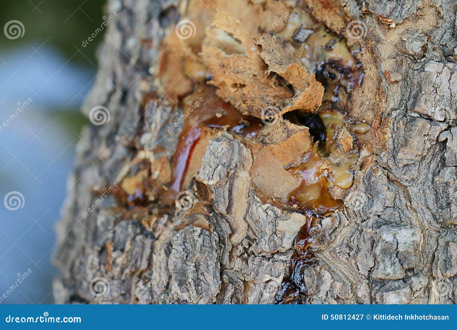 Savia del árbol de mango imagen de archivo. Imagen de tailandia - 50812427