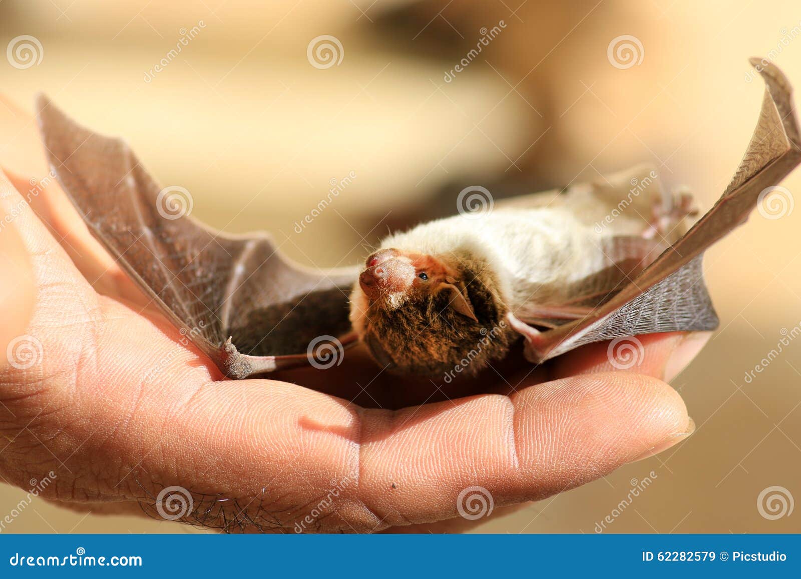 Saving bats stock image. Image of scary, born, body, animal - 62282579