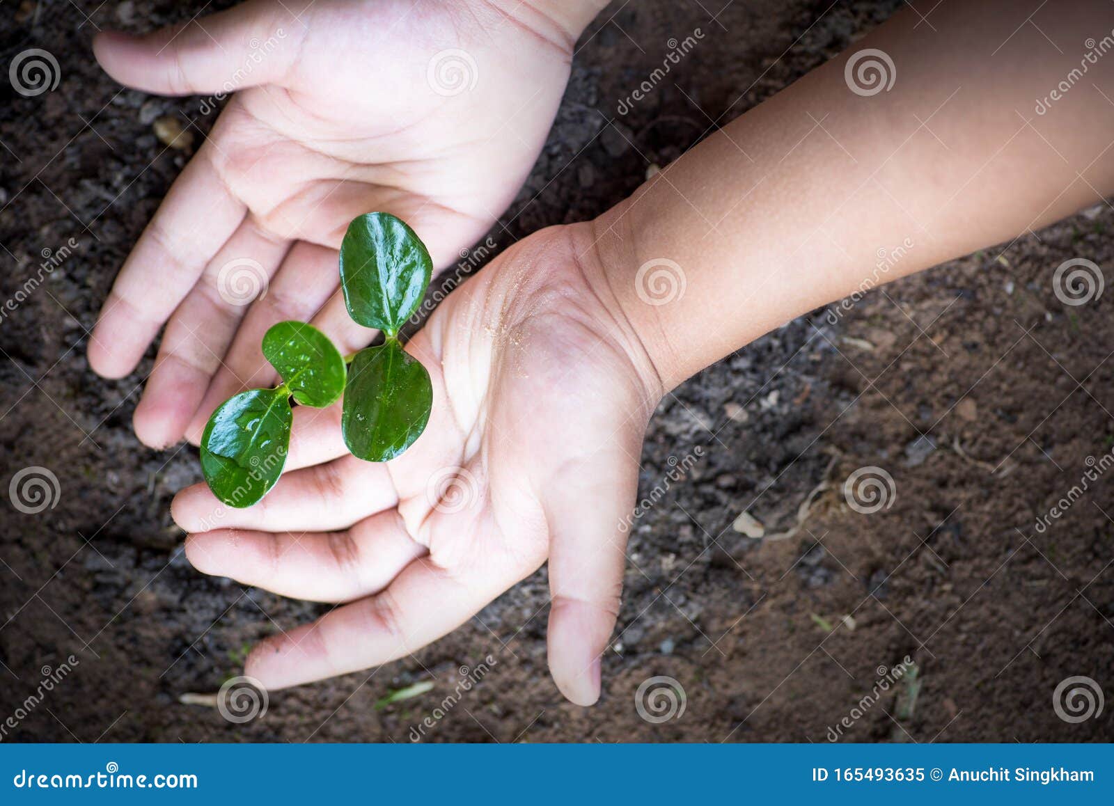 Saving Tree and Environment Concept, Kid Hand Protect Plant Spouts ...