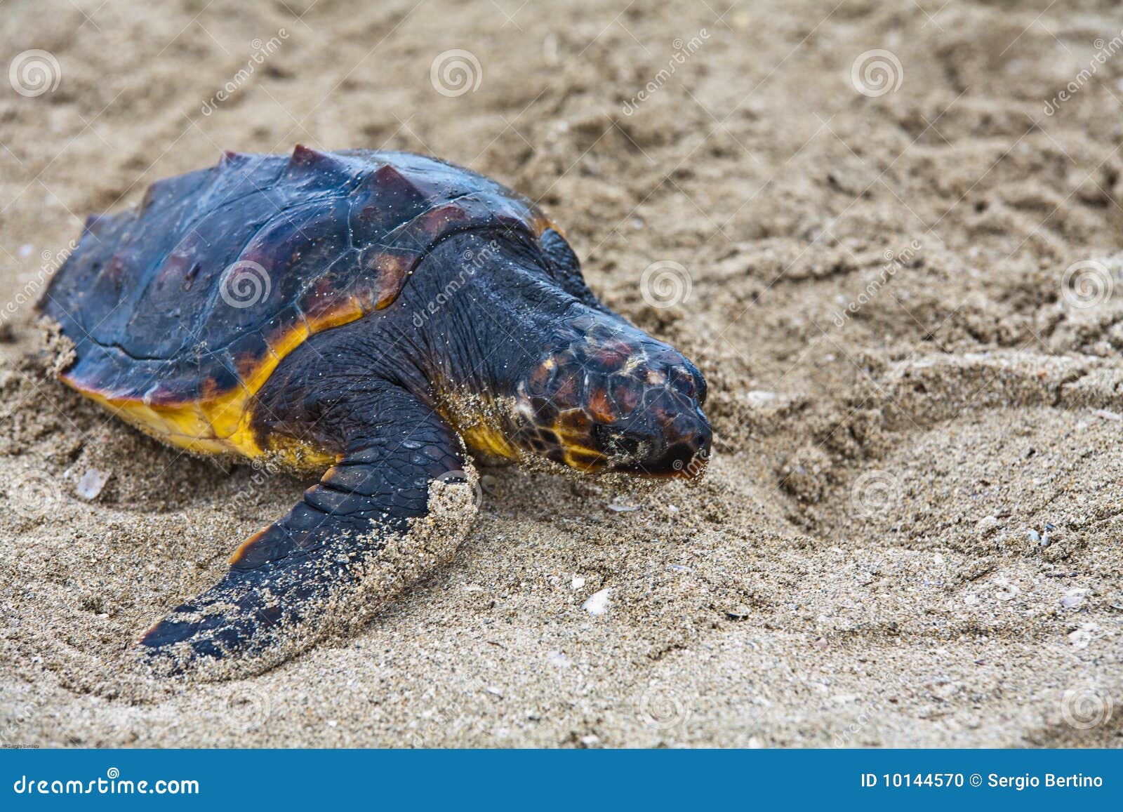 Saving turtle stock photo. Image of animal, beach, hawaiian - 10144570