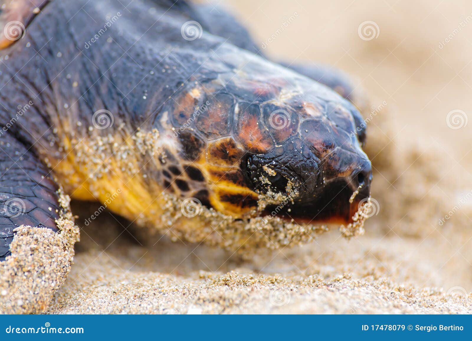 Saving turtle stock image. Image of hawaii, ocean, beach - 17478079