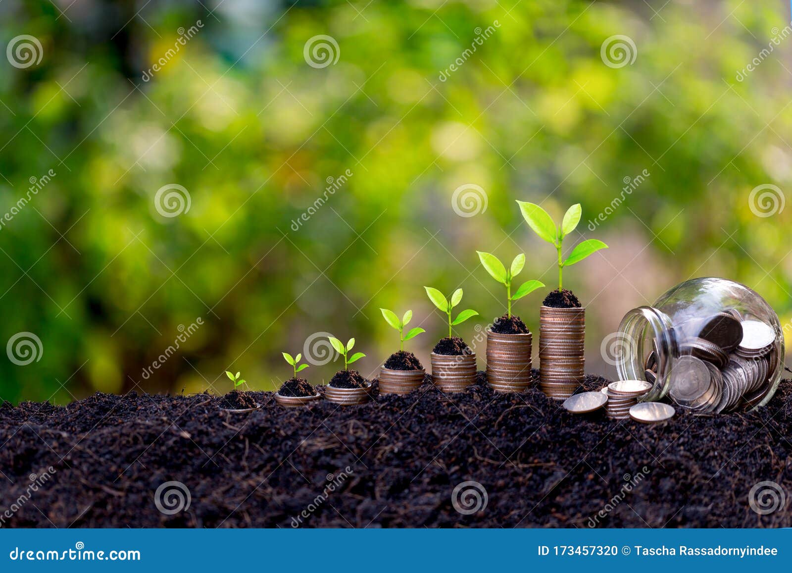 Savings Growth Concept,plant Sprouting from the Ground Stock Photo ...