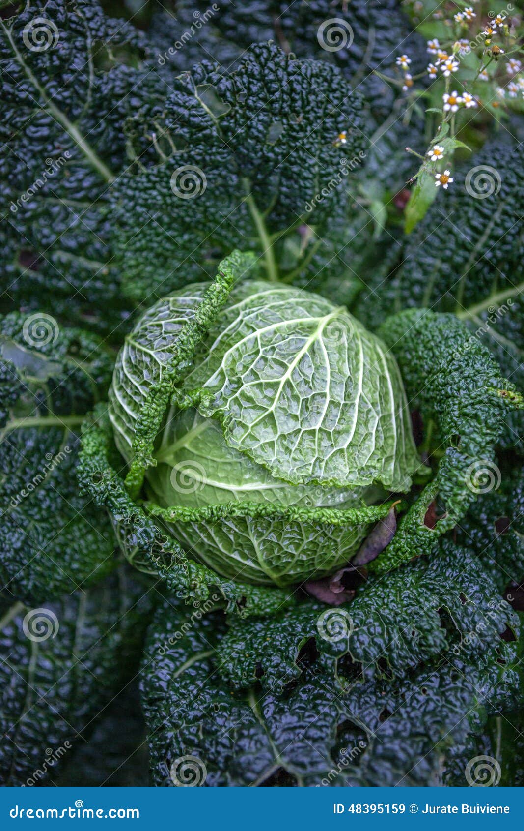Savooiekool stock afbeelding. Image of markt, gezond - 48395159