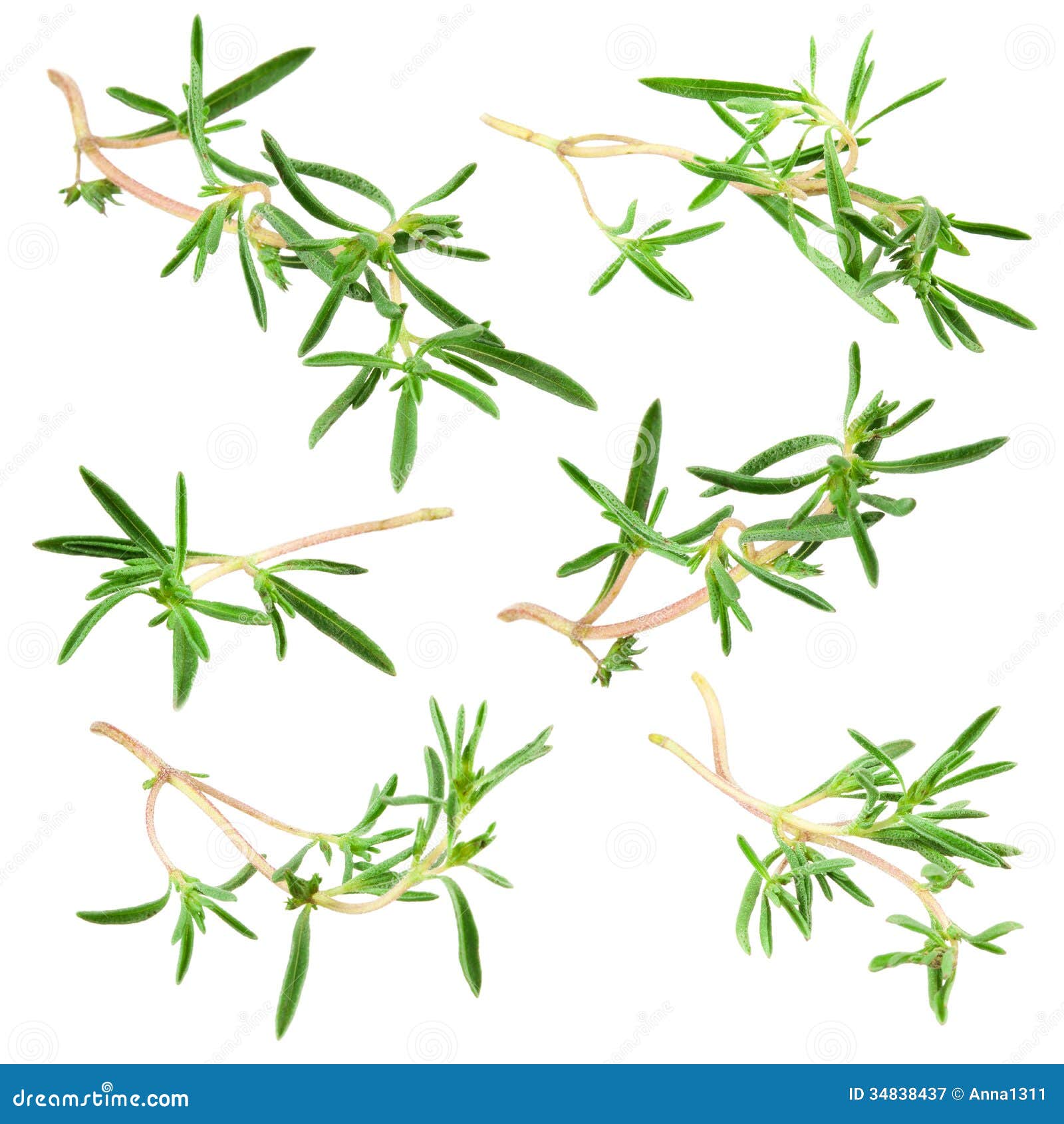 Savory. Collection Isolated on White Stock Image - Image of ingredient ...