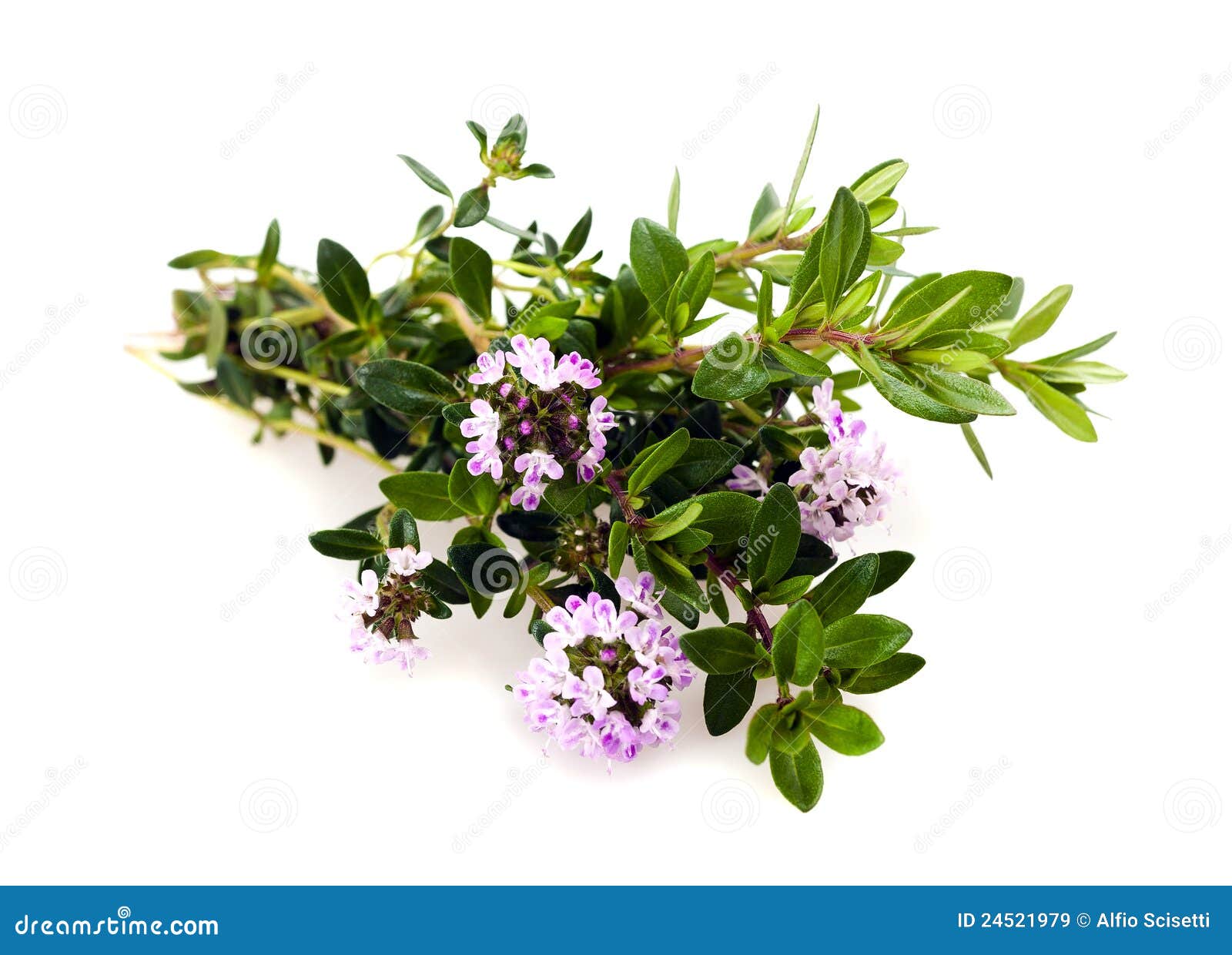 Savory flowers stock image. Image of flower, condiments - 24521979