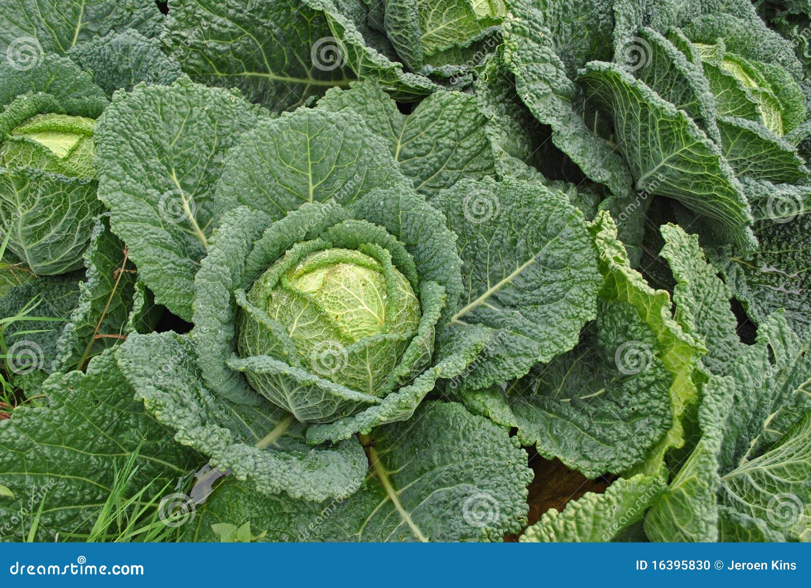 Savoy cabbage stock photo. Image of biologic, healthy - 16395830