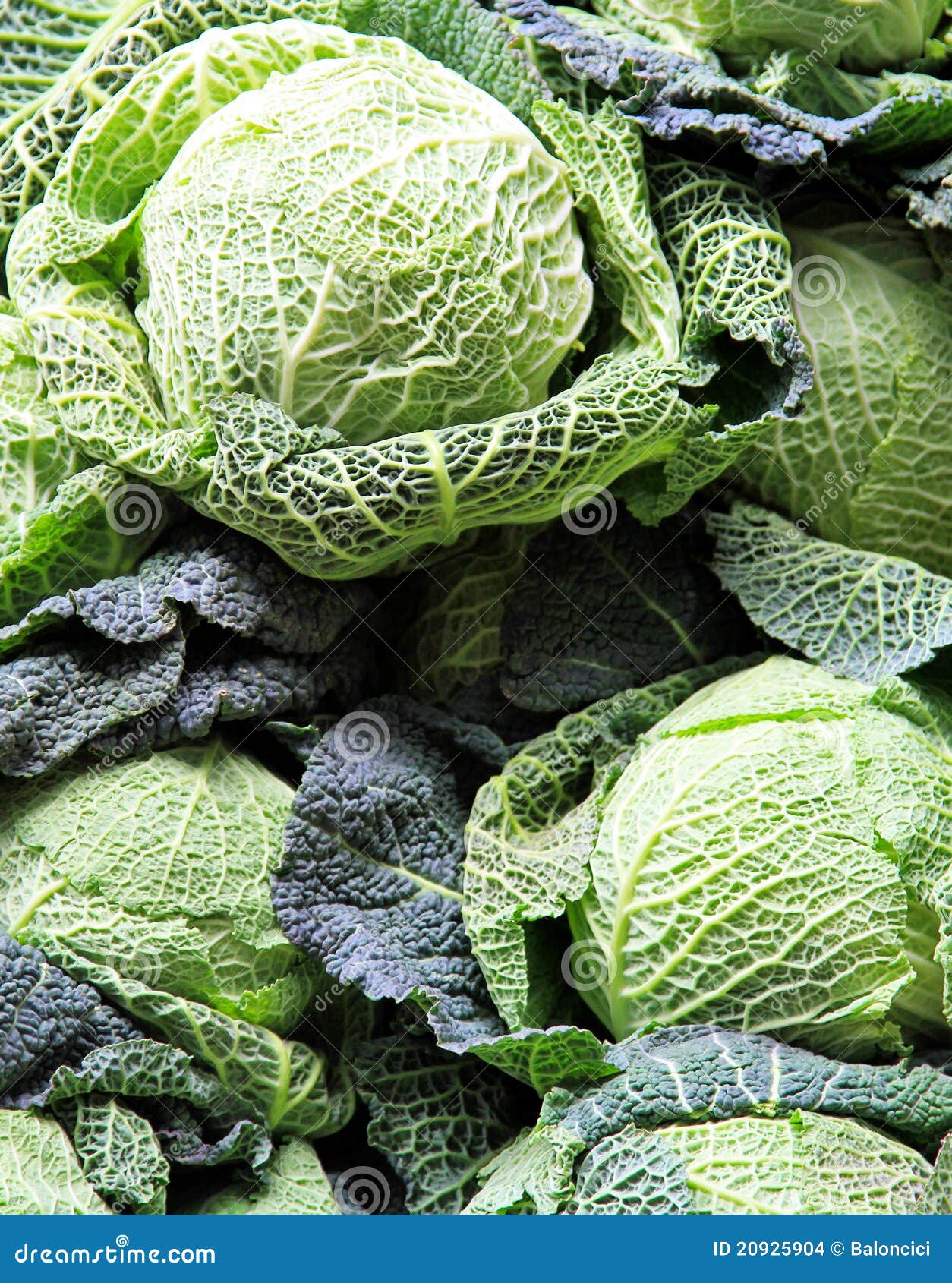 Savoy Cabbage stock photo. Image of vegetables, organic - 20925904