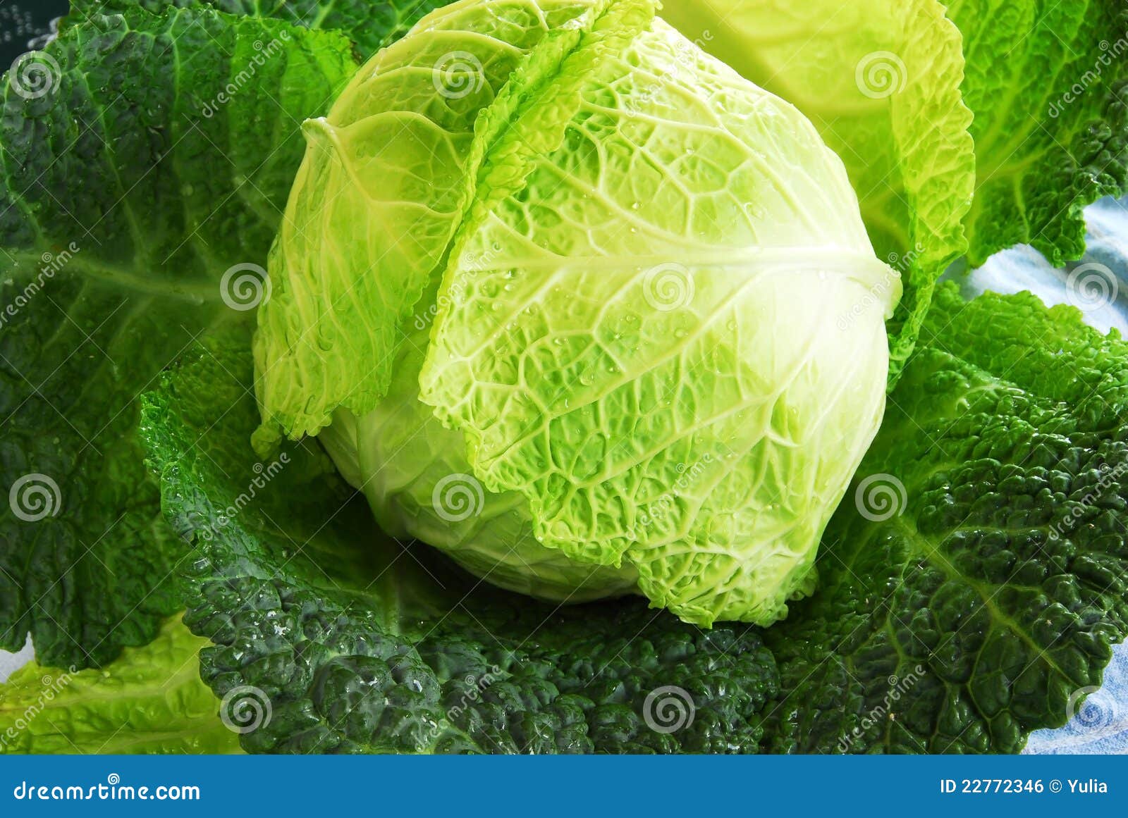 Savoy cabbage stock photo. Image of food, ingredient - 22772346
