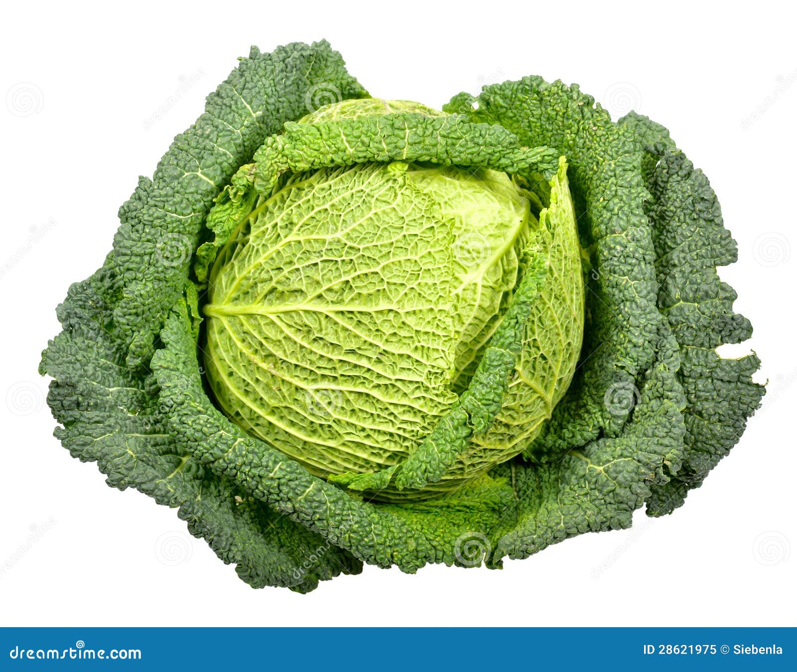 Savoy cabbage stock image. Image of healthy, cabbage - 28621975