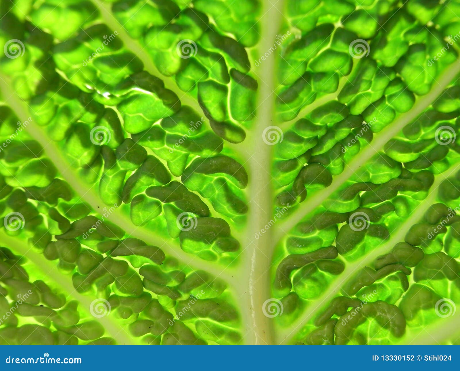 Savoy cabbage detail stock photo. Image of herbaceous - 13330152