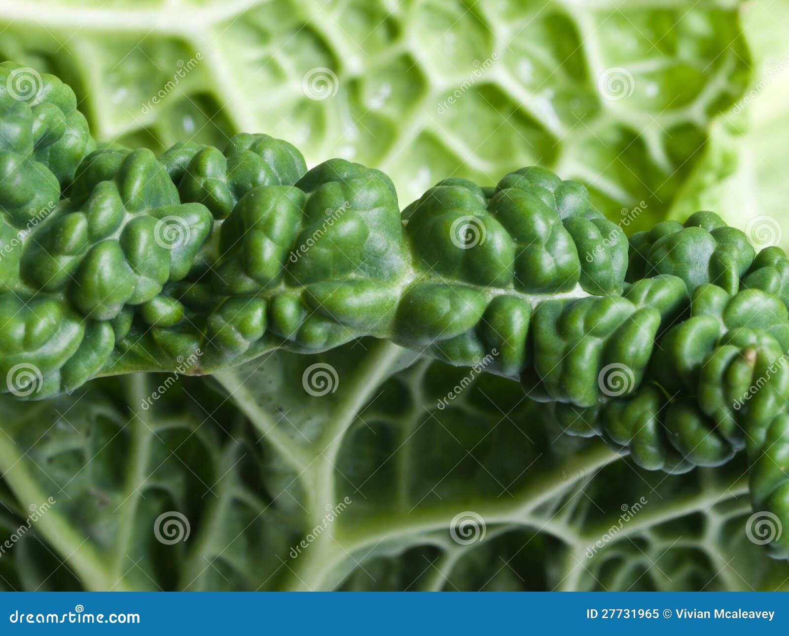 Savoy Cabbage Detail stock image. Image of savoy, cabbage - 27731965