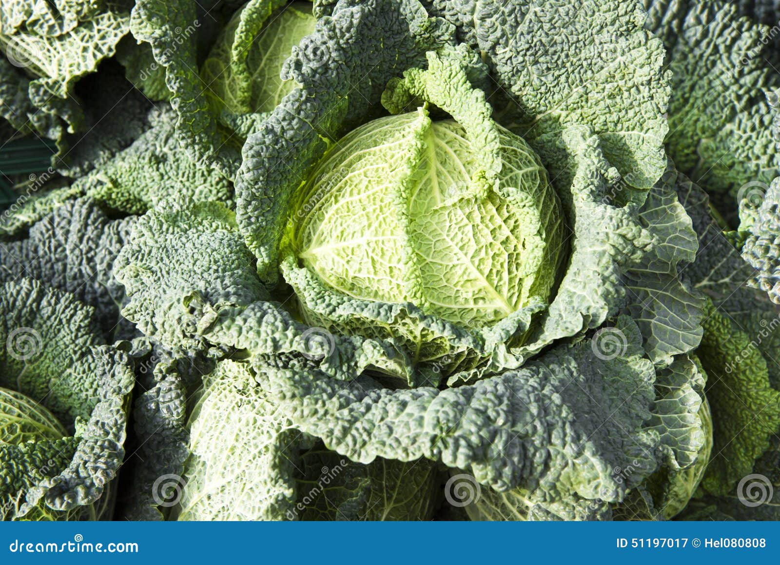 Savoy Cabbage stock image. Image of market, fresh, savoy - 51197017