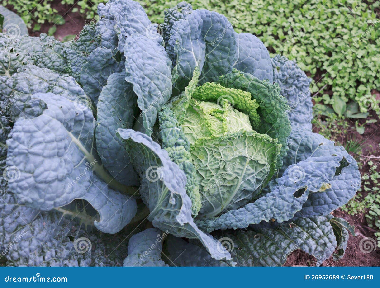 Savoy Cabbage in the Garden Stock Image - Image of gardening, veins ...