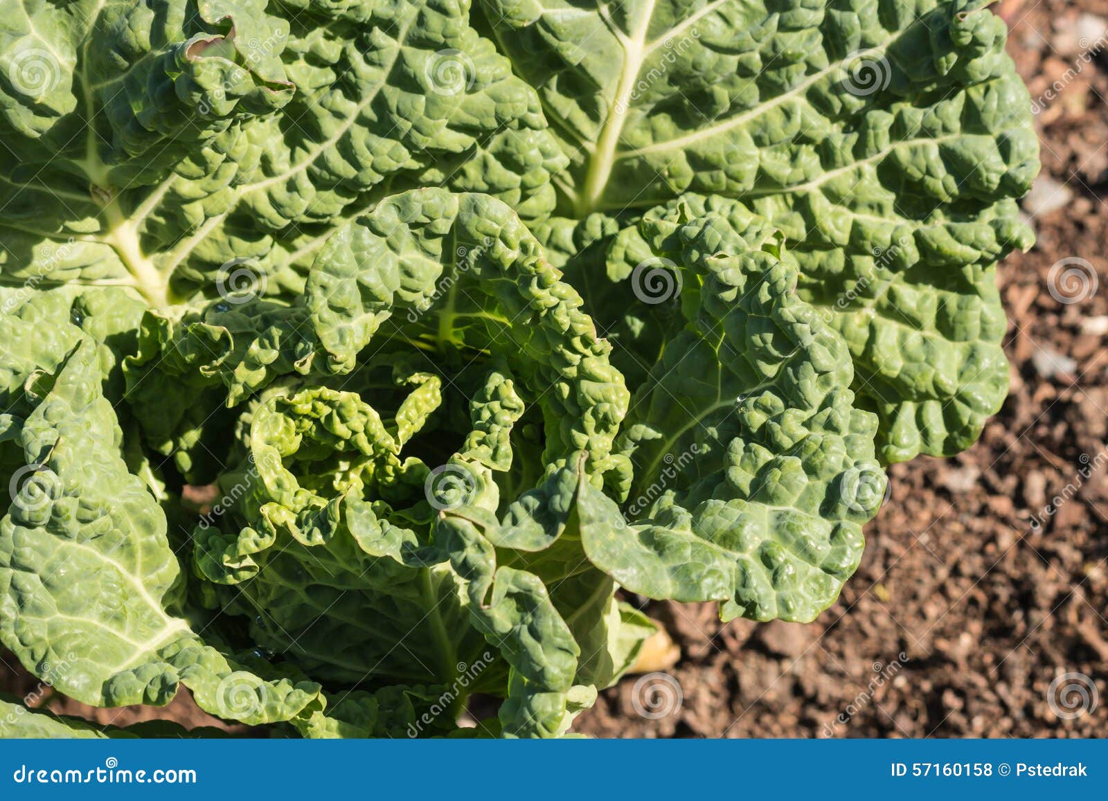 Savoy Cabbage Growing in Soil Stock Photo - Image of leaves, green ...