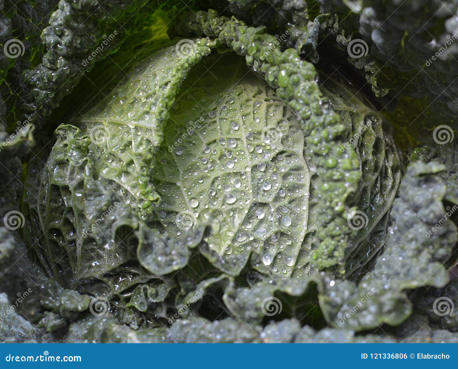 Savoy Cabbage - Structure in Dark Photography Stock Photo - Image of ...