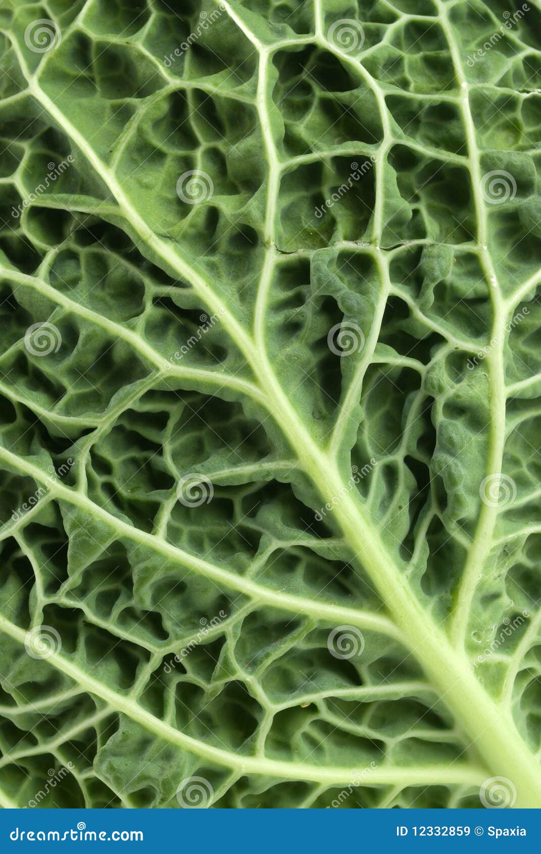 Savoy cabbage texture stock image. Image of fresh, healthy - 12332859