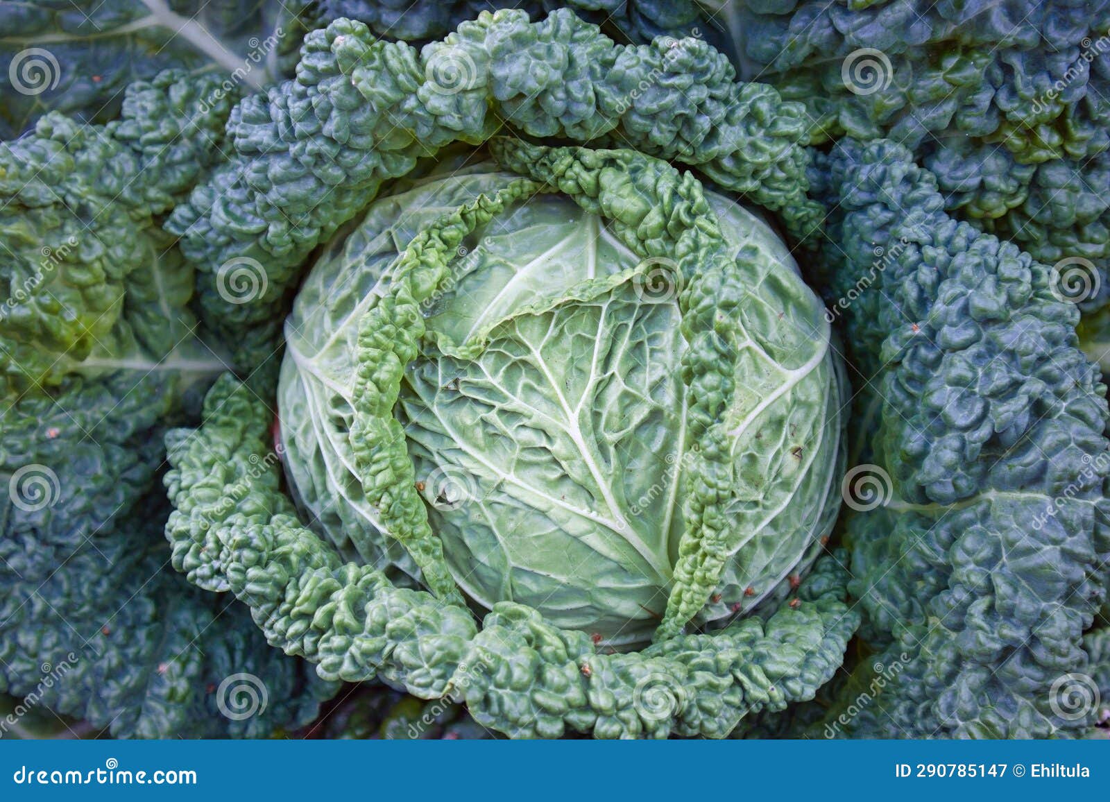 Savoy Cabbage Vegetable with Crinkled Leaves Stock Image - Image of ...