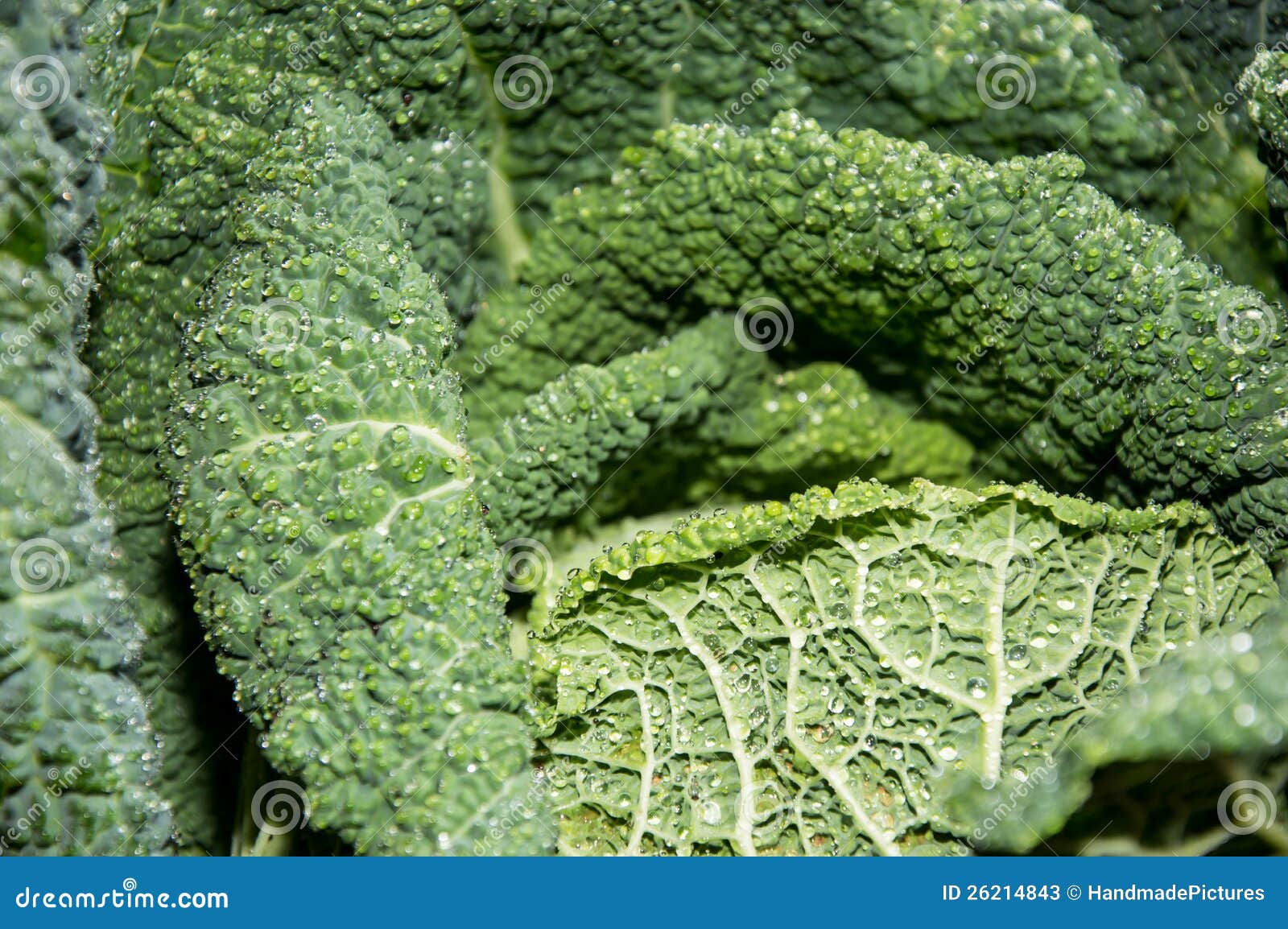 Savoy (closeup shot) stock image. Image of ripe, earth - 26214843