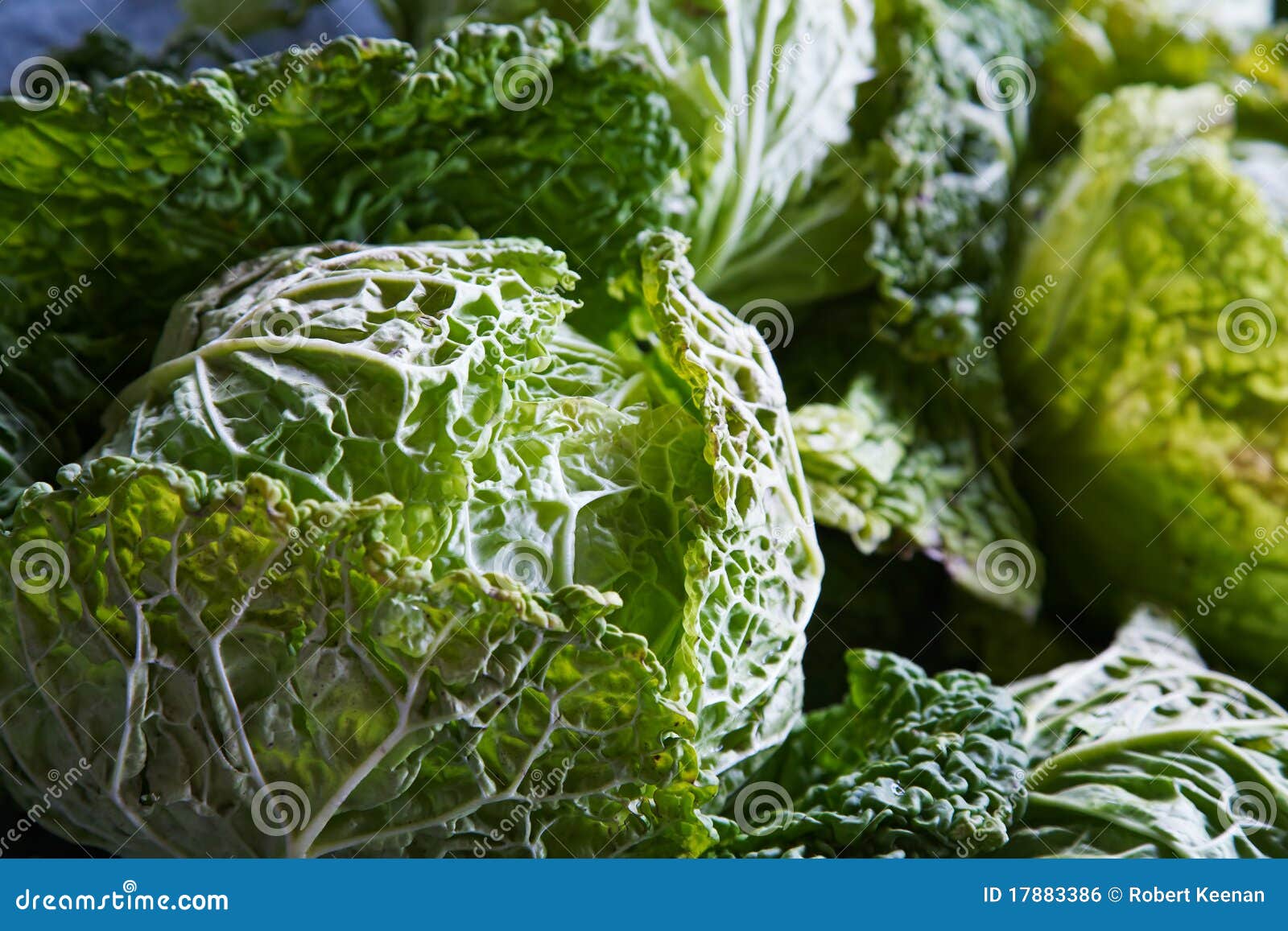 Savoy Crinkly Cabbage stock photo. Image of curled, food - 17883386