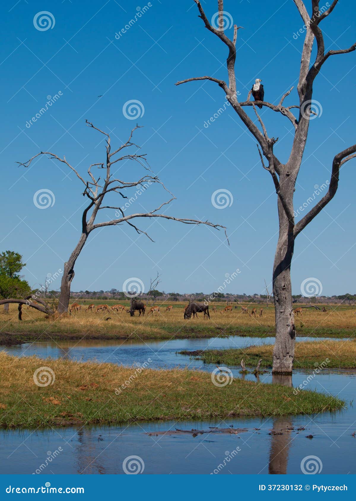 Savuti marsh stock photo. Image of ford, game, river - 37230132