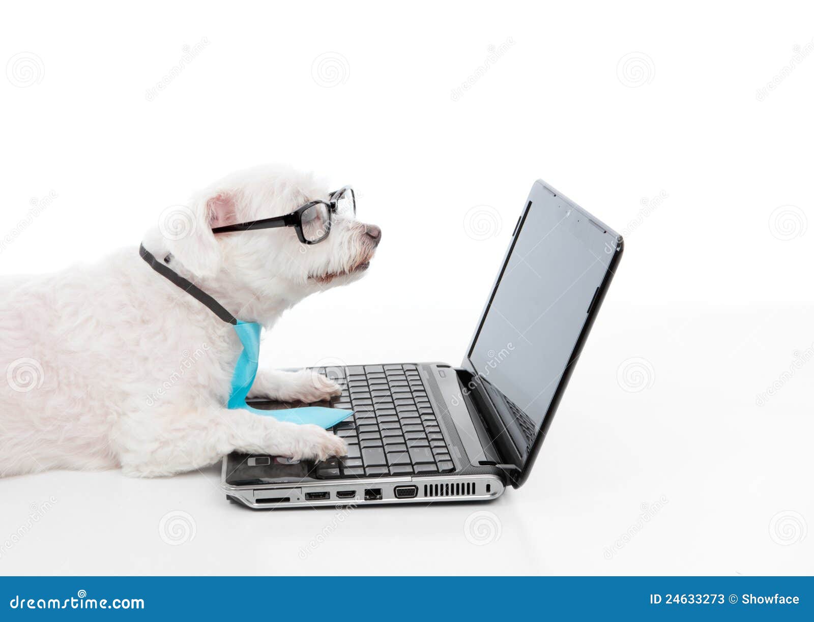Savvy Dog Using a Computer Laptop Stock Image - Image of breed ...