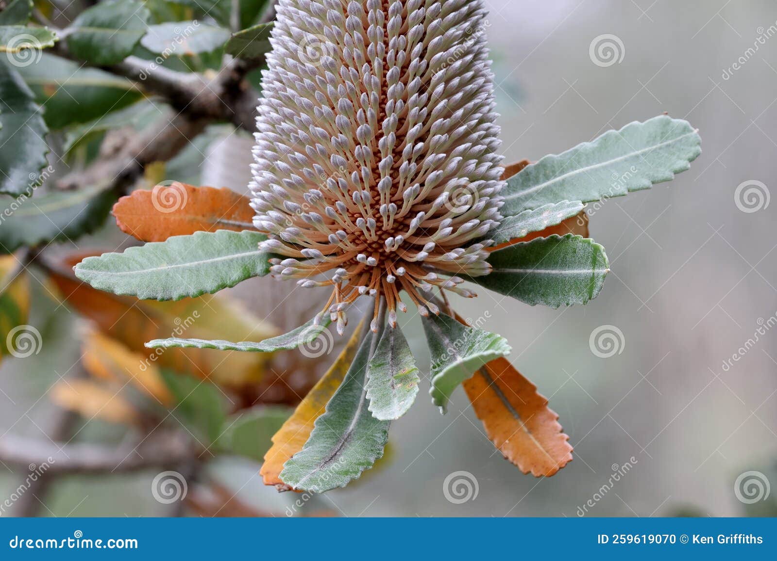 Saw Banksia stock photo. Image of flora, banksia, serrata - 259619070