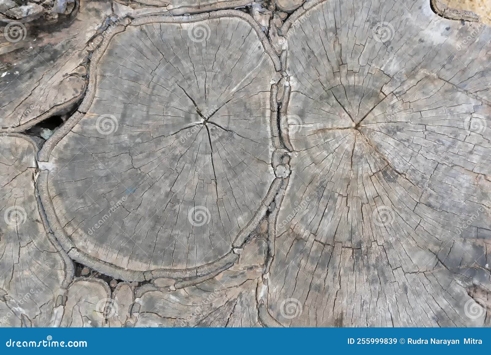 Saw Cut Abstract Tree Trunk Wood Texture.Nature Texture Background ...