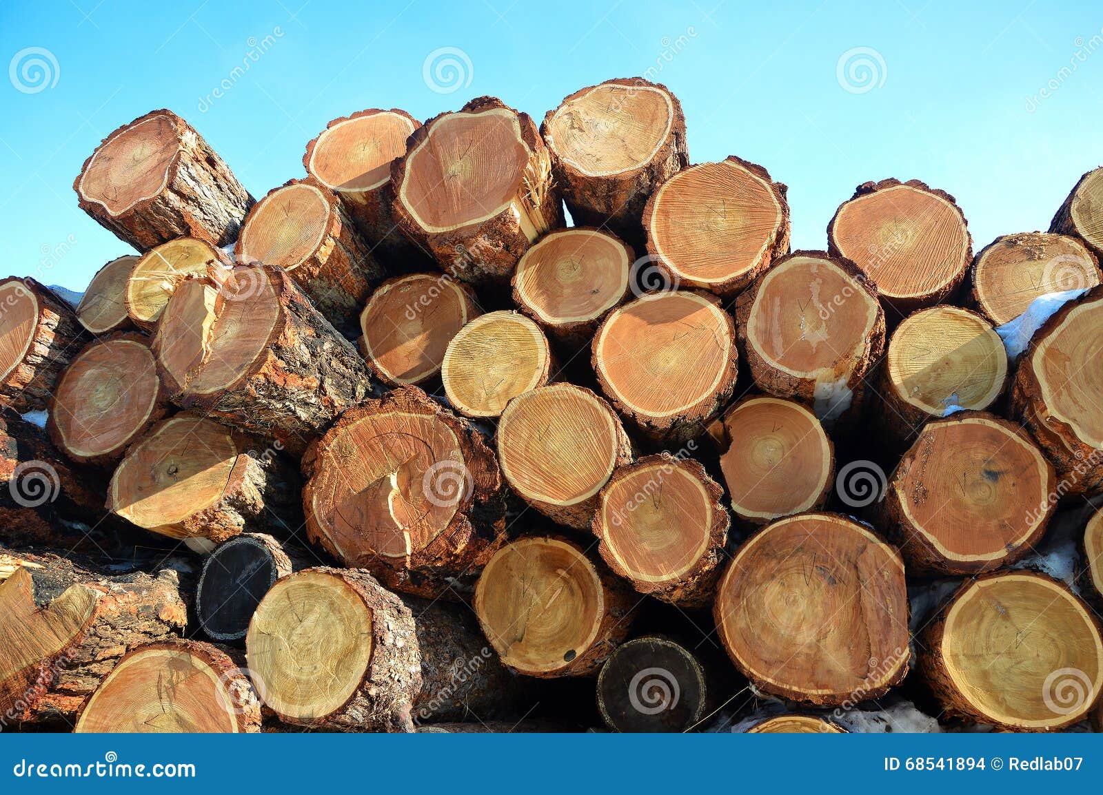 Saw cut larch log stock photo. Image of dried, larch - 68541894