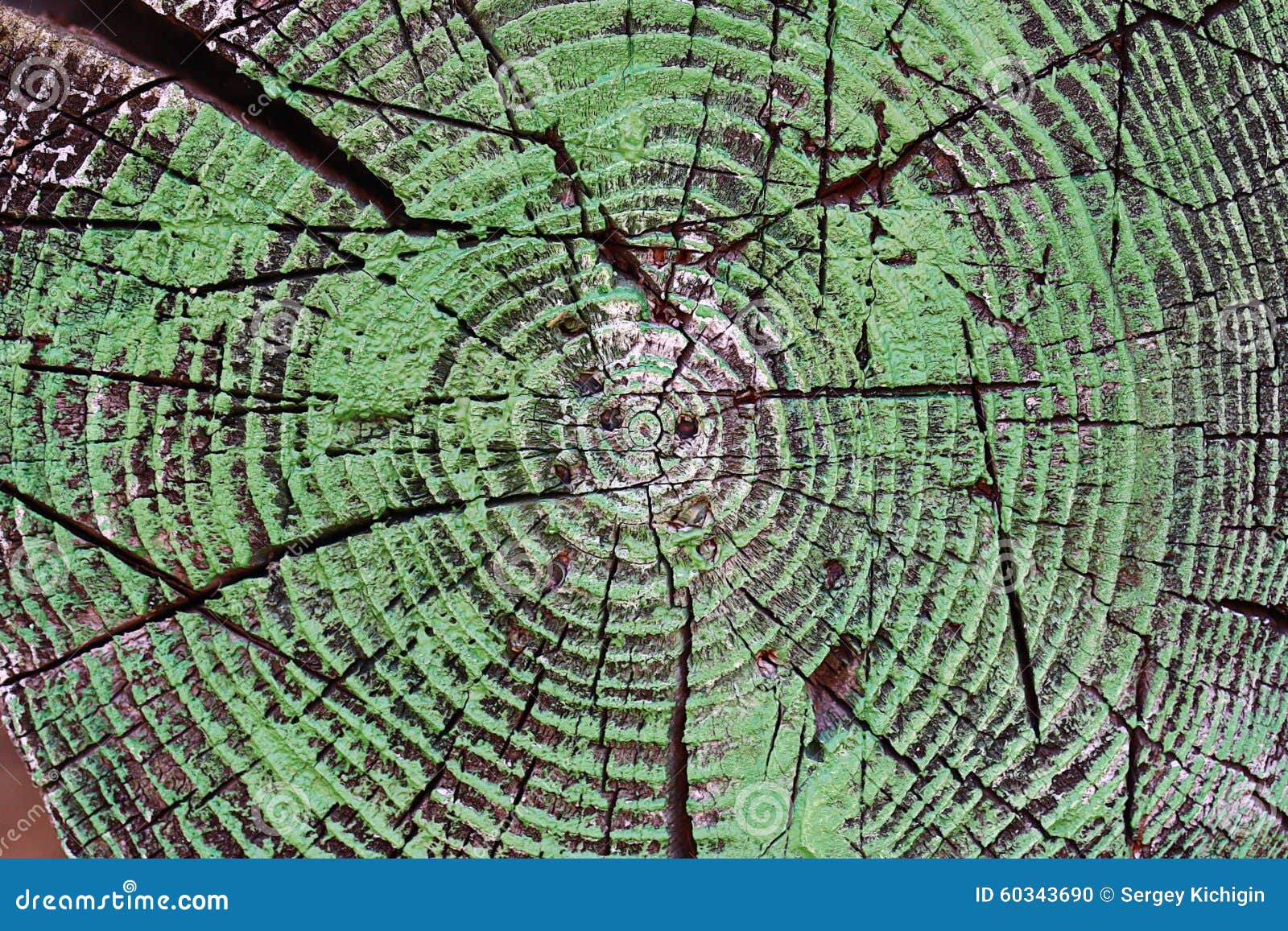 Saw cut logs with circles stock photo. Image of macro - 60343690