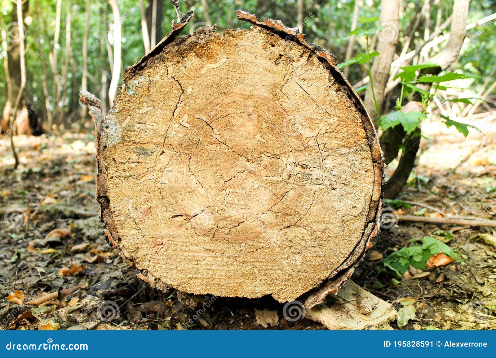 Saw Cut of an Old Tree. the Fallen Tree is Sawn in Half. Close-up Stock ...