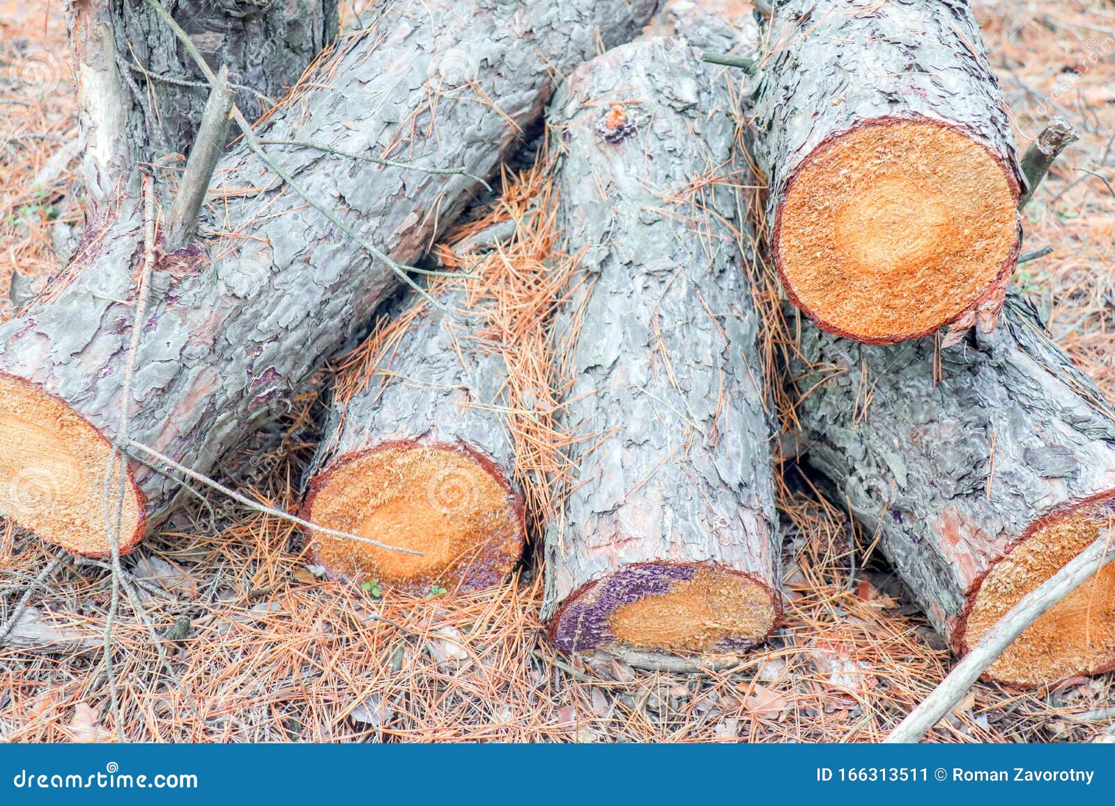Saw Cut Pine Trees As a Backdrop Stock Image - Image of backdrop, trunk ...