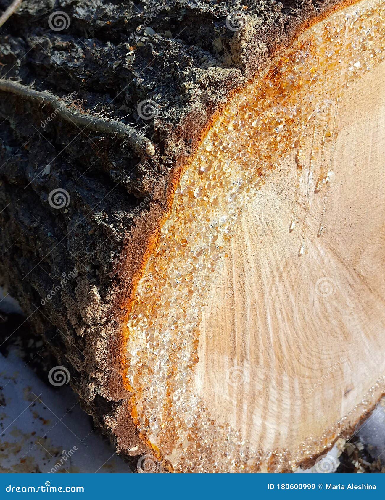 Saw cut tree stock image. Image of transparent, tree - 180600999