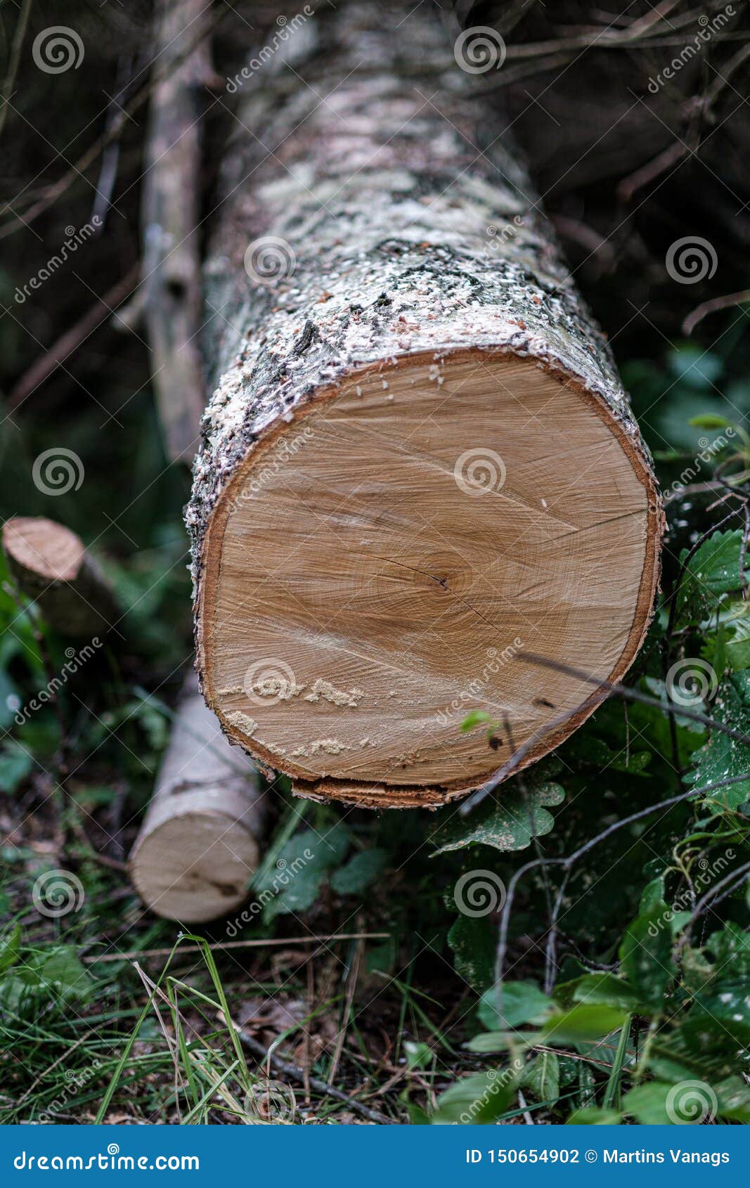 Saw Cut Tree Trunk with Year Rings and Saw Dust Stock Photo - Image of ...