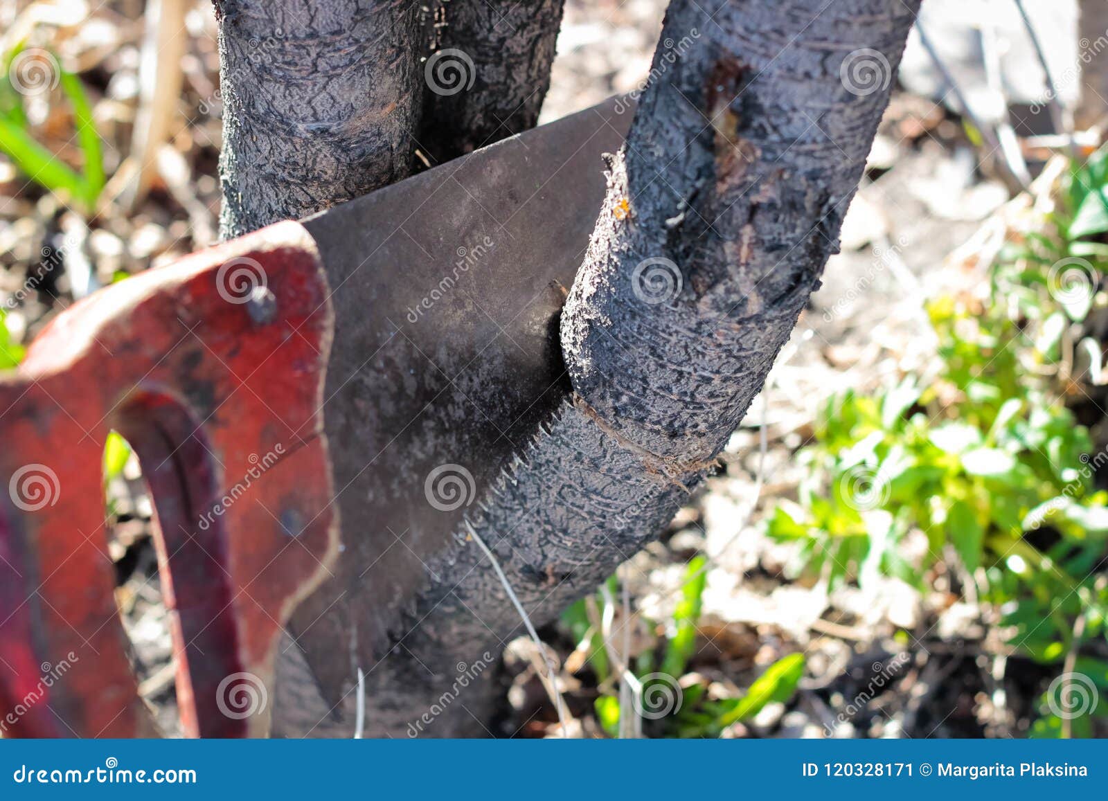 The Saw Cuts a Branch Off a Tree Stock Image - Image of pruning, plant ...