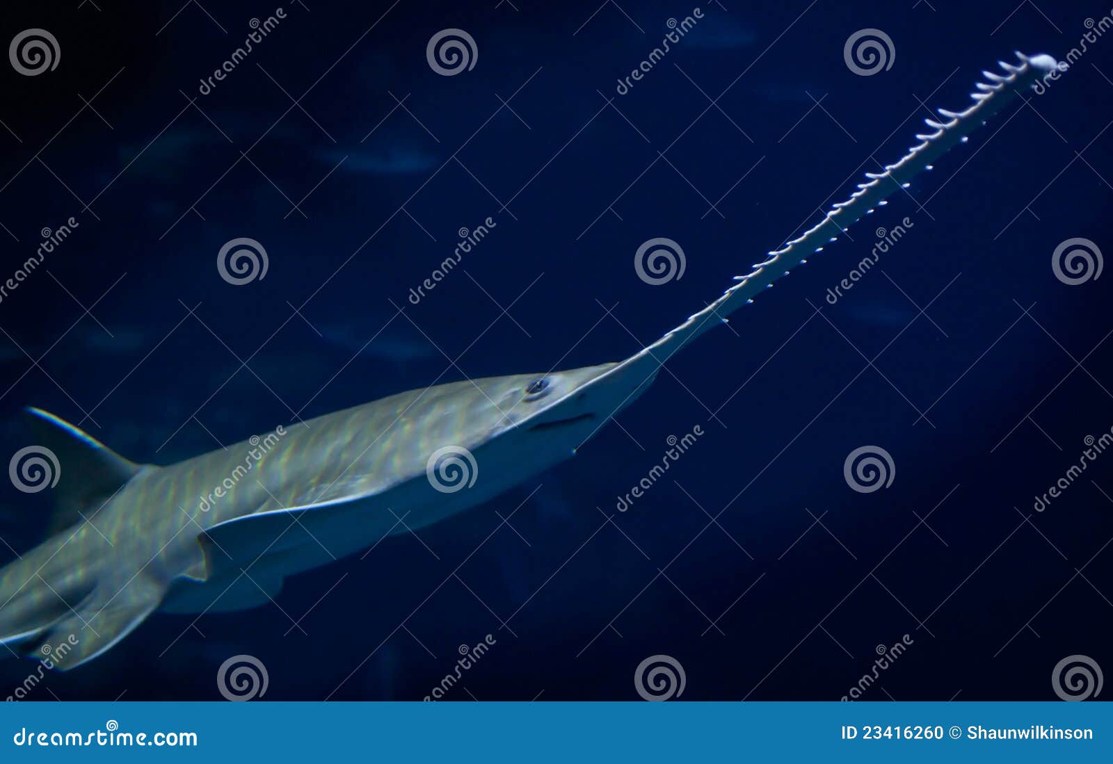 Saw fish stock photo. Image of green, swimming, sword - 23416260