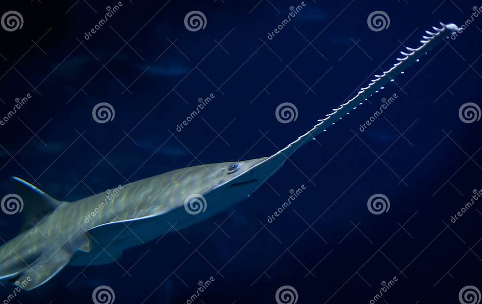 Saw fish stock photo. Image of green, swimming, sword - 23416260