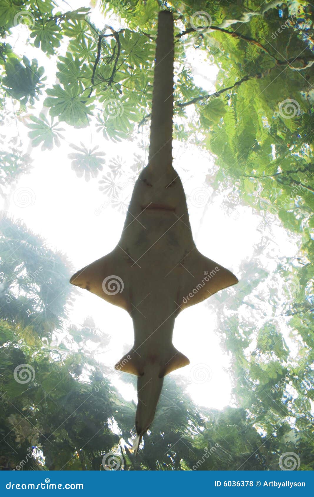 Saw Fish stock photo. Image of shark, long, ocean, underwater - 6036378