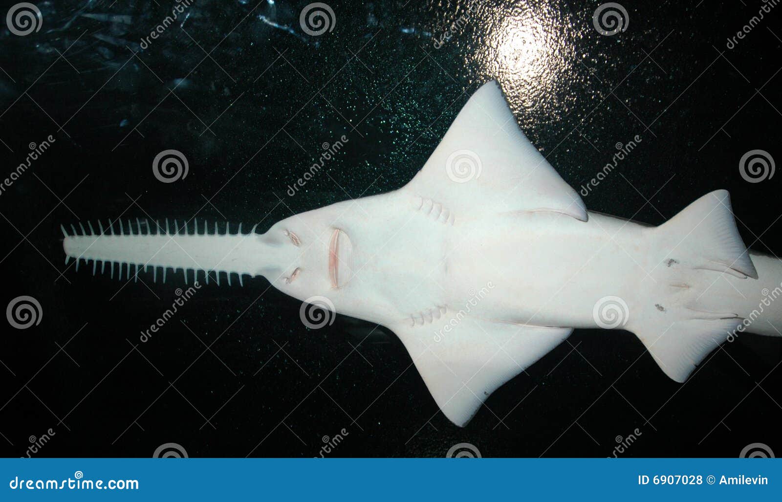 Saw fish stock photo. Image of white, angle, underneath - 6907028