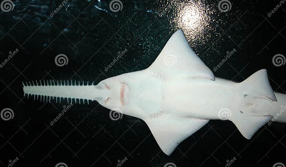 Saw fish stock photo. Image of white, angle, underneath - 6907028