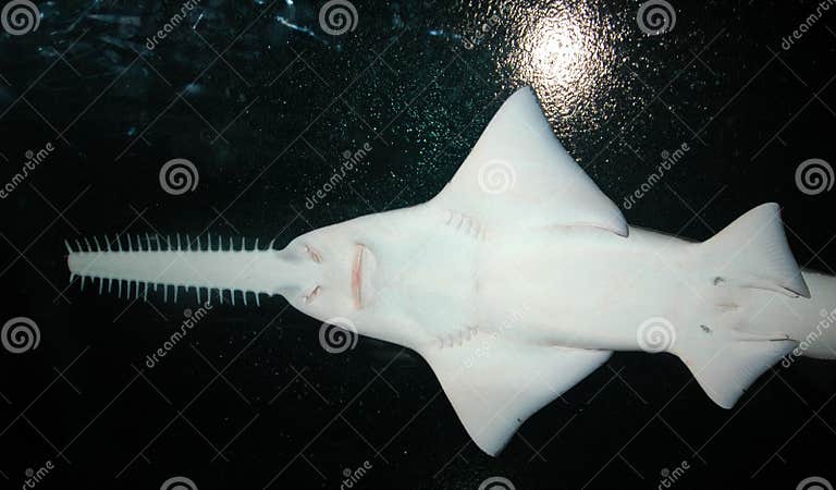 Saw fish stock photo. Image of white, angle, underneath - 6907028