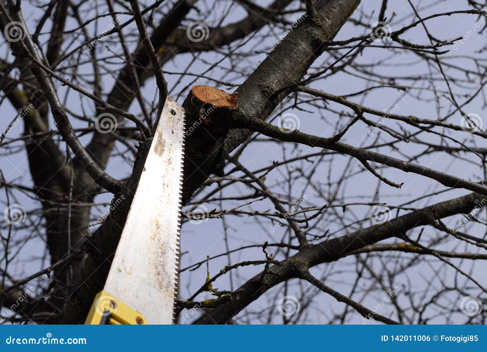 Saw a Hacksaw at the Cut Branch. Cutting a Tree Branch with a Hand ...