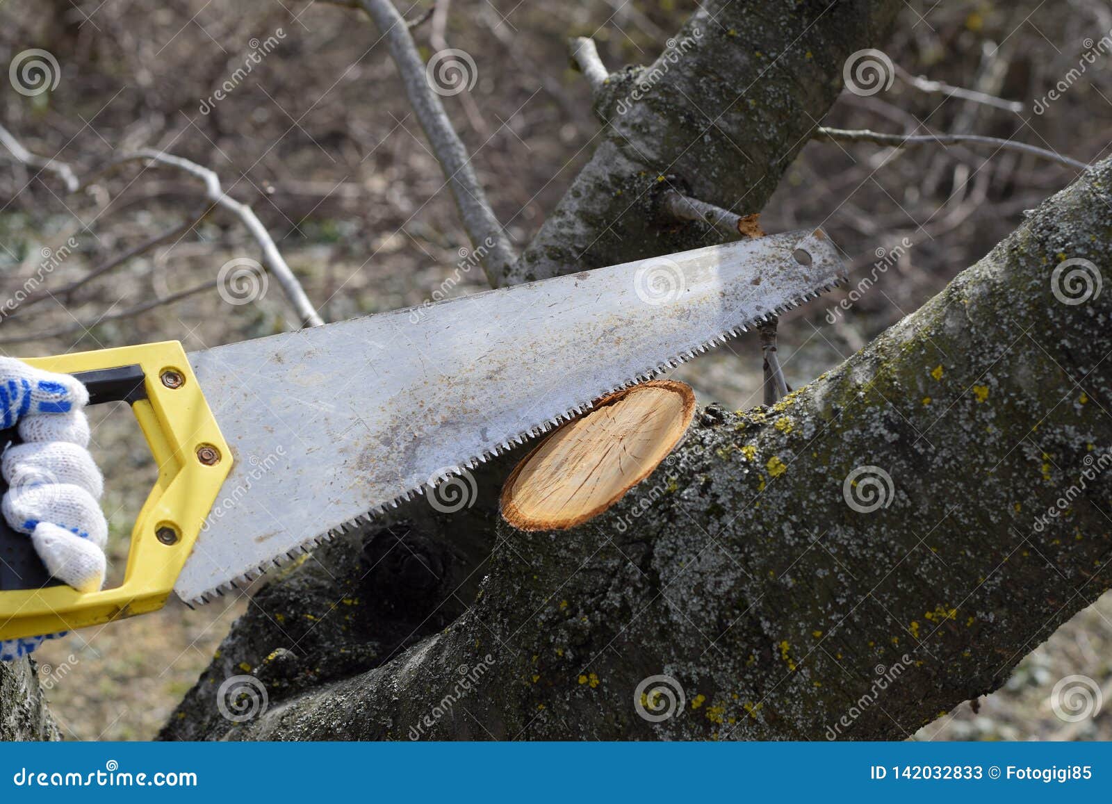 Saw a Hacksaw at the Cut Branch. Cutting a Tree Branch with a Hand ...